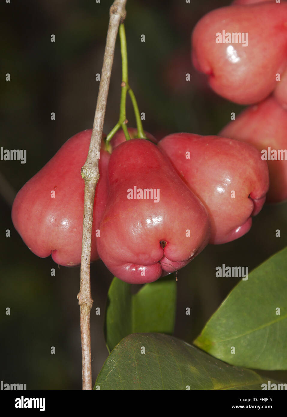 Malay rose apple hi-res stock photography and images - Alamy