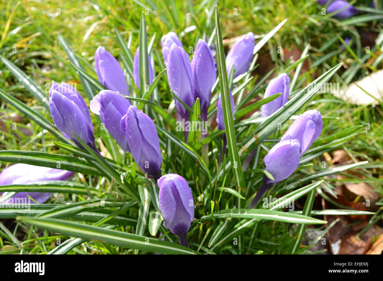 a group of beautiful blue spring time flowers in a garden Stock Photo ...