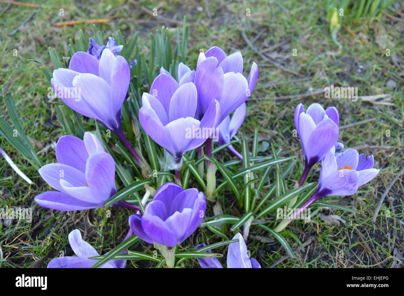 a group of beautiful blue spring time flowers in a garden Stock Photo ...