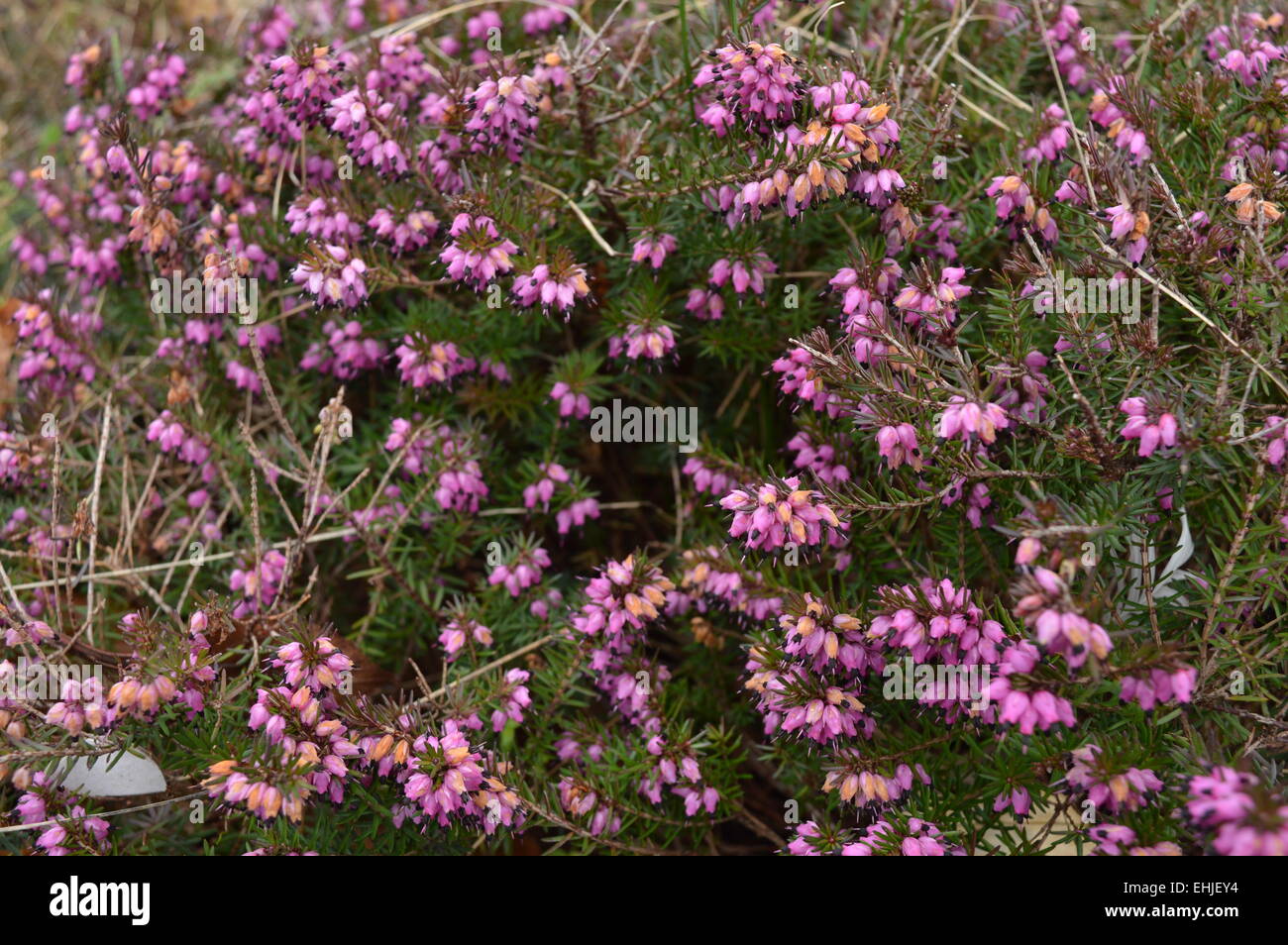 Pink bell flowers hi-res stock photography and images - Alamy