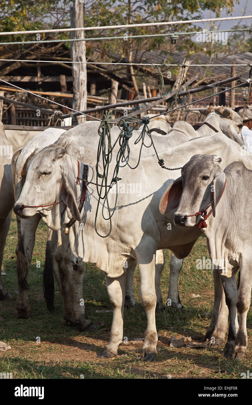 Zebu rinder hi-res stock photography and images - Alamy