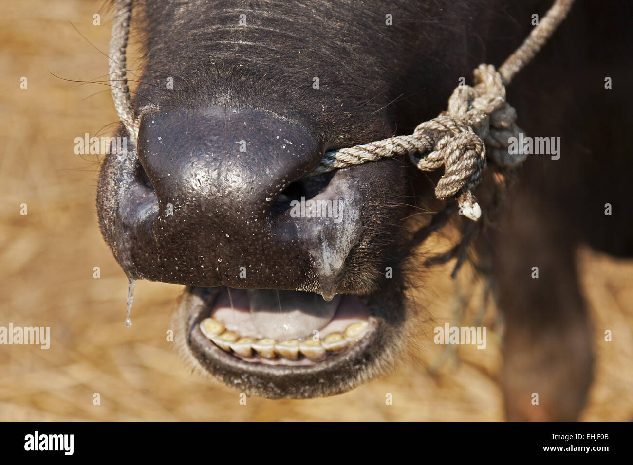 Buffalo snout hi-res stock photography and images - Alamy