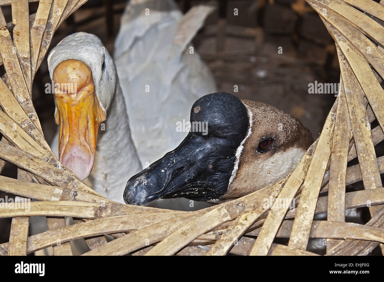 Knob geese hi-res stock photography and images - Alamy