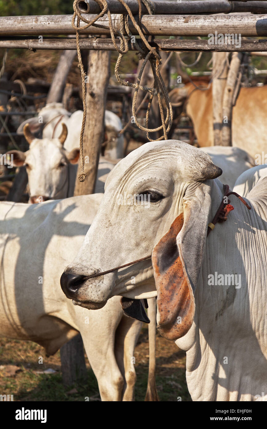 Brahma breed of zebu hi-res stock photography and images - Alamy