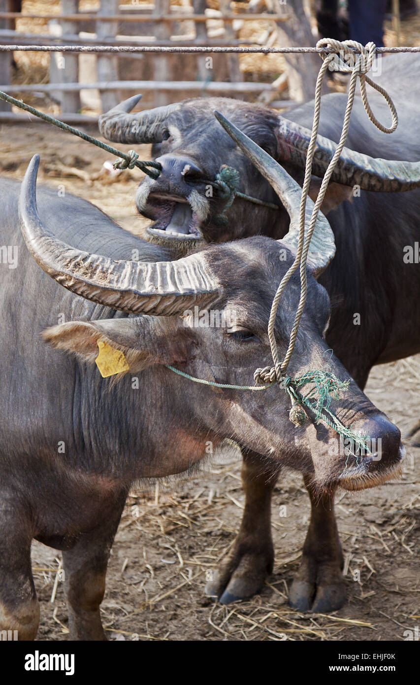 Thai swamp buffalo hi-res stock photography and images - Alamy