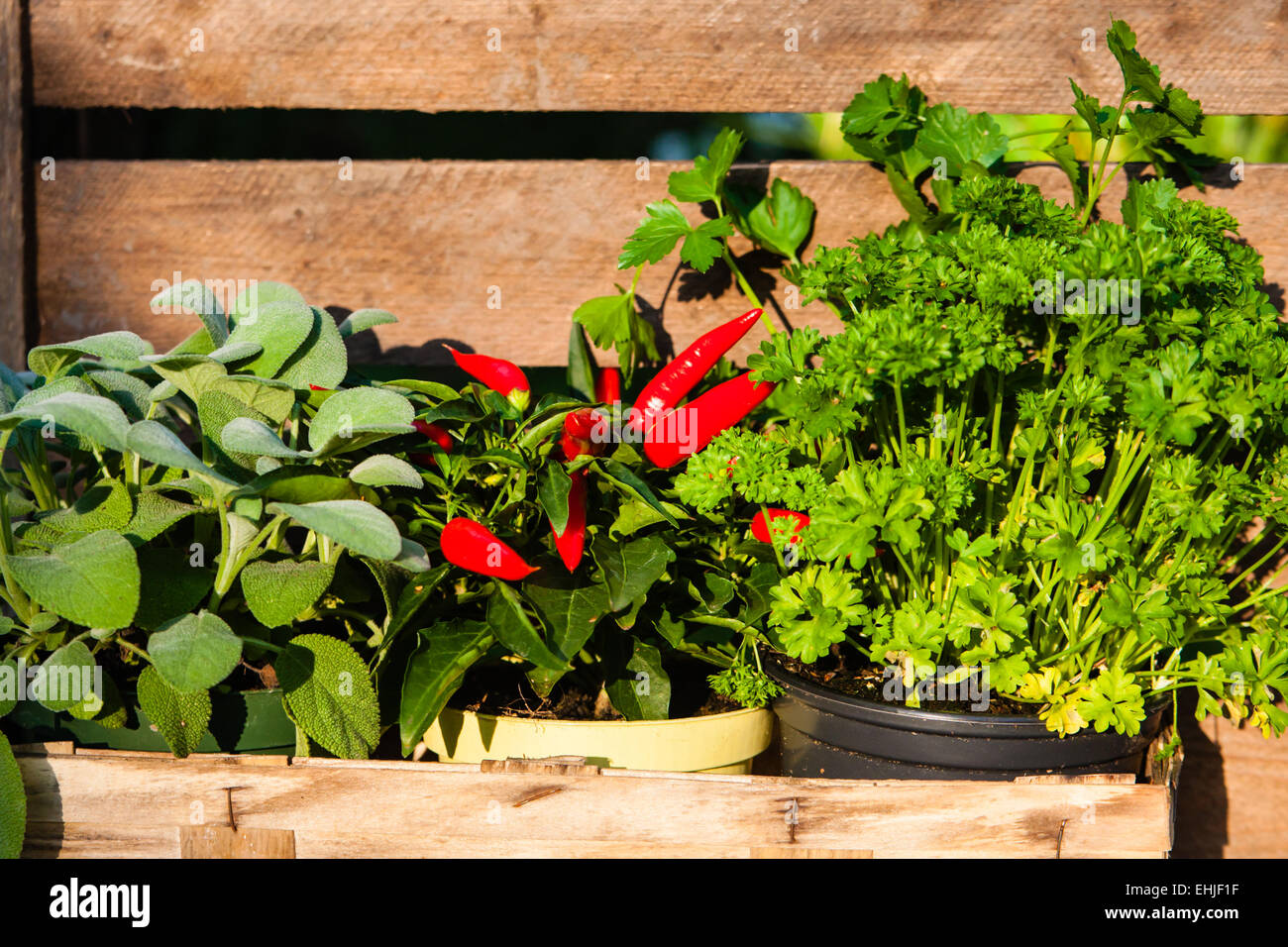 Peperoni pflanze topf hi-res stock photography and images - Alamy