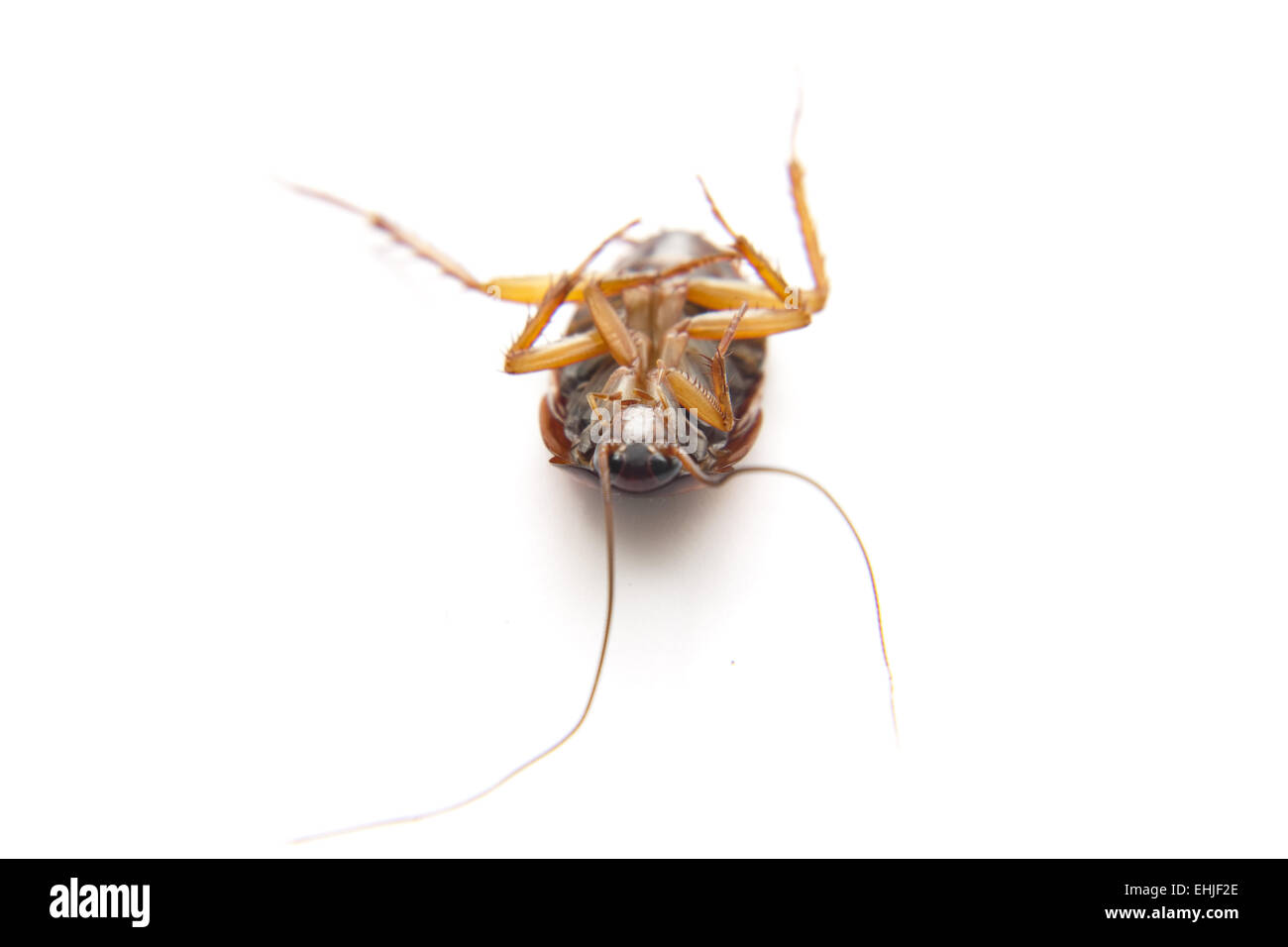 Cockroach underside hi-res stock photography and images - Alamy