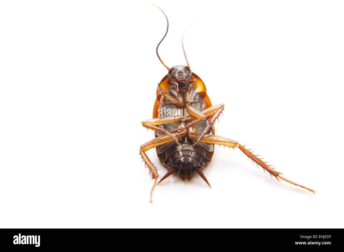 Cockroach underside hi-res stock photography and images - Alamy