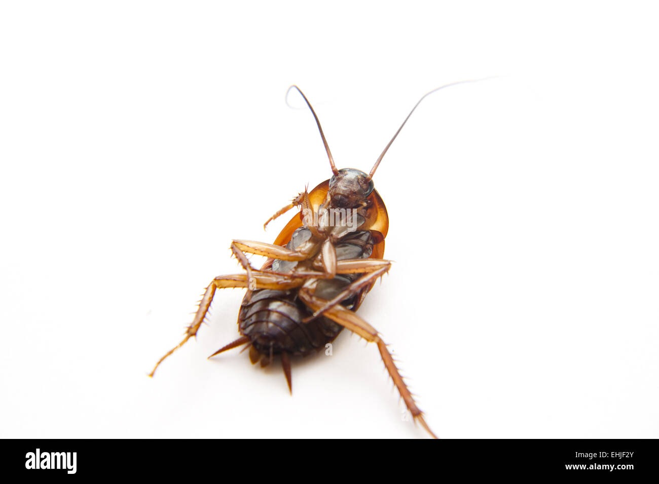 Cockroach underside hi-res stock photography and images - Alamy