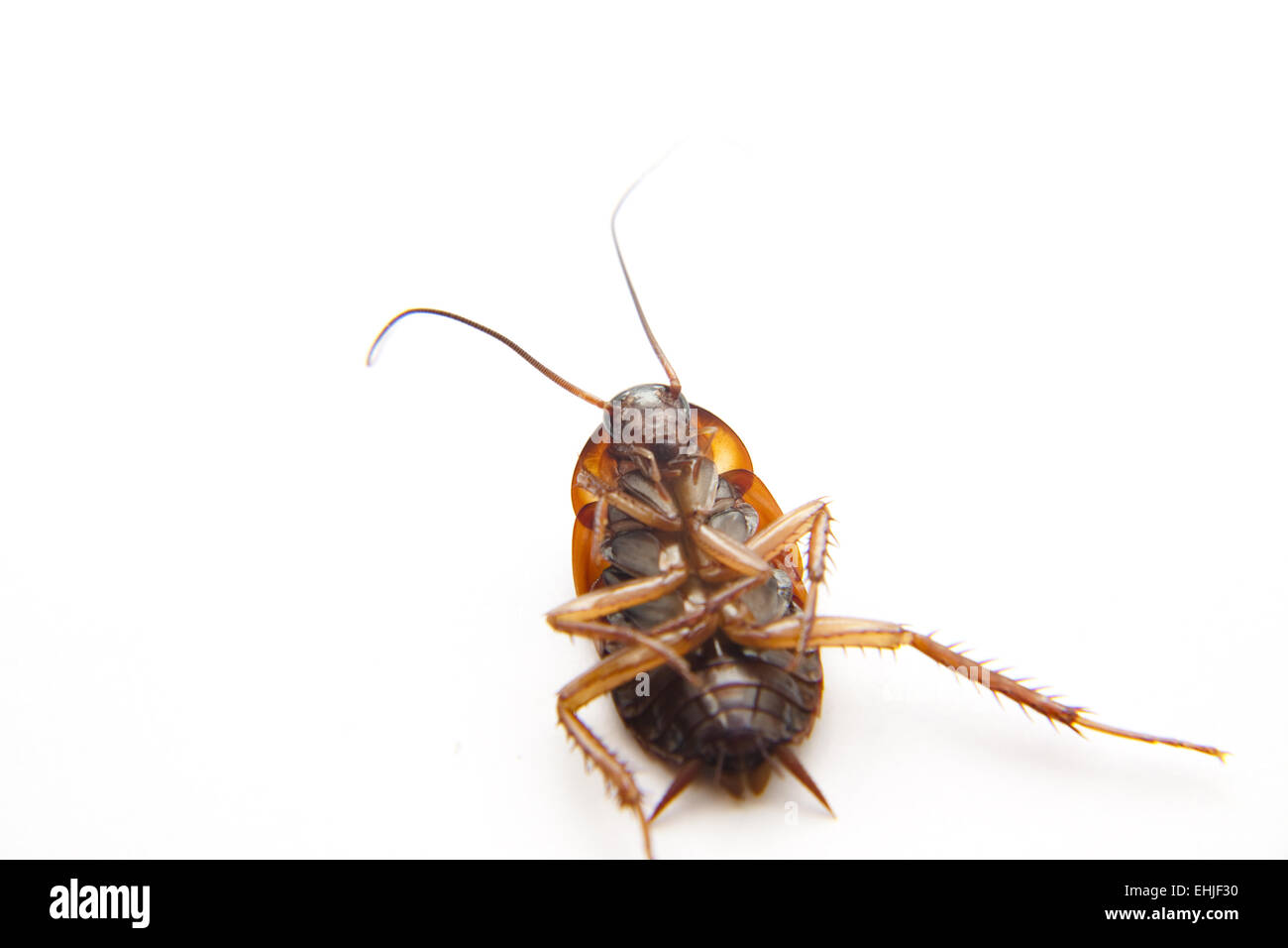 Cockroach underside hi-res stock photography and images - Alamy
