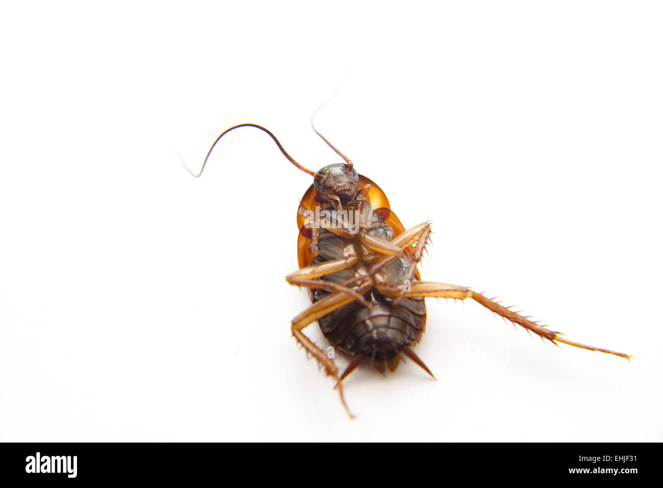 Cockroach underside hi-res stock photography and images - Alamy