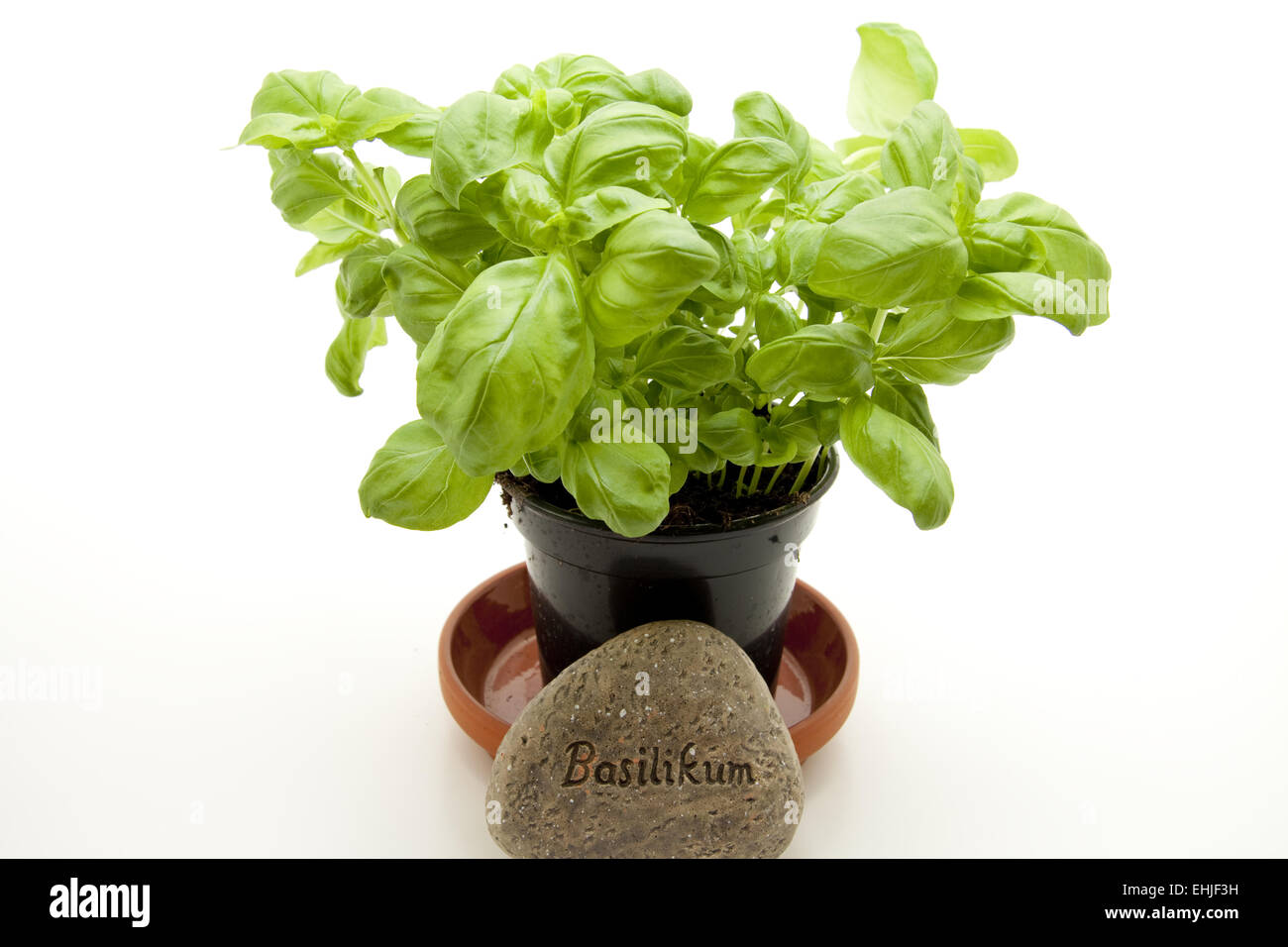 Basil in the pot Stock Photo - Alamy