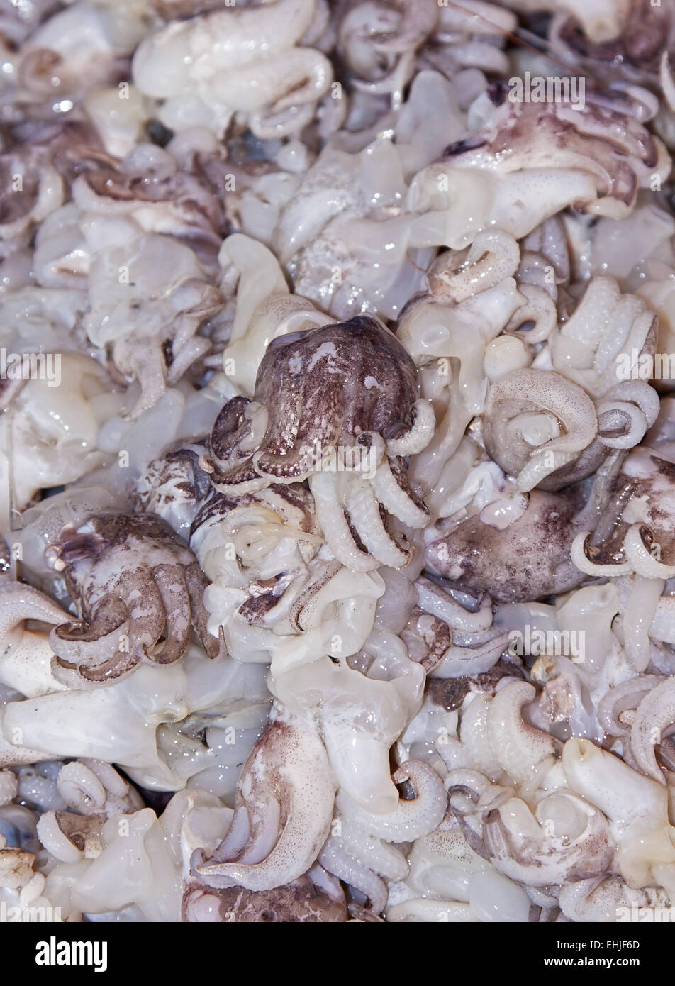 Suction cup octopus hi-res stock photography and images - Alamy