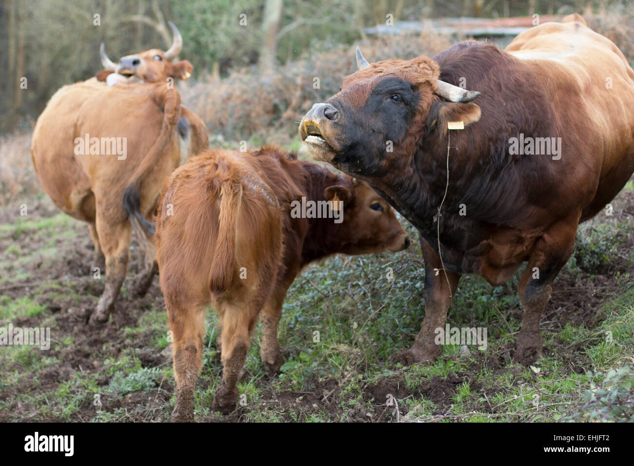 Bull, cow, calf Stock Photo - Alamy