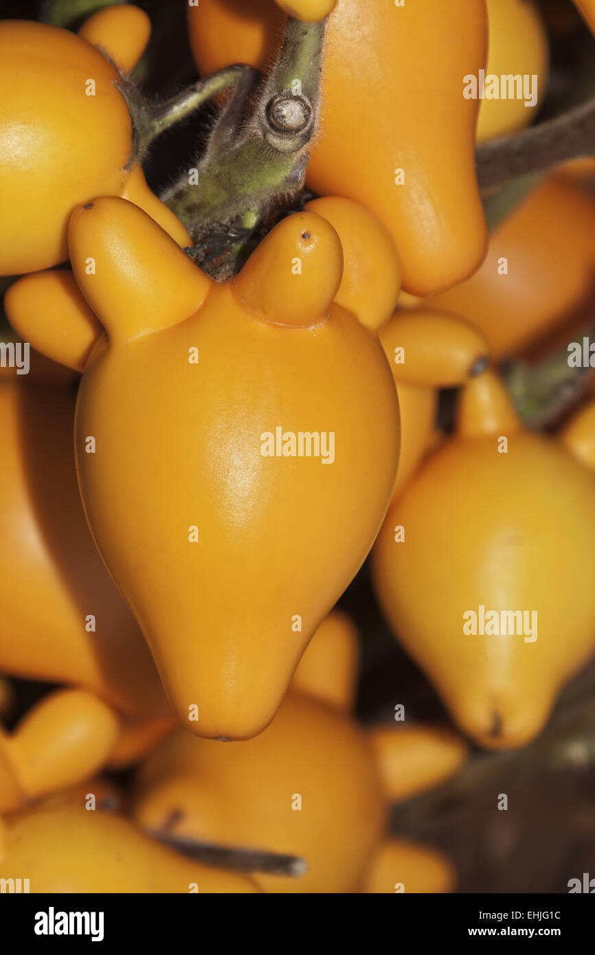 Nipplefruit hi-res stock photography and images - Alamy