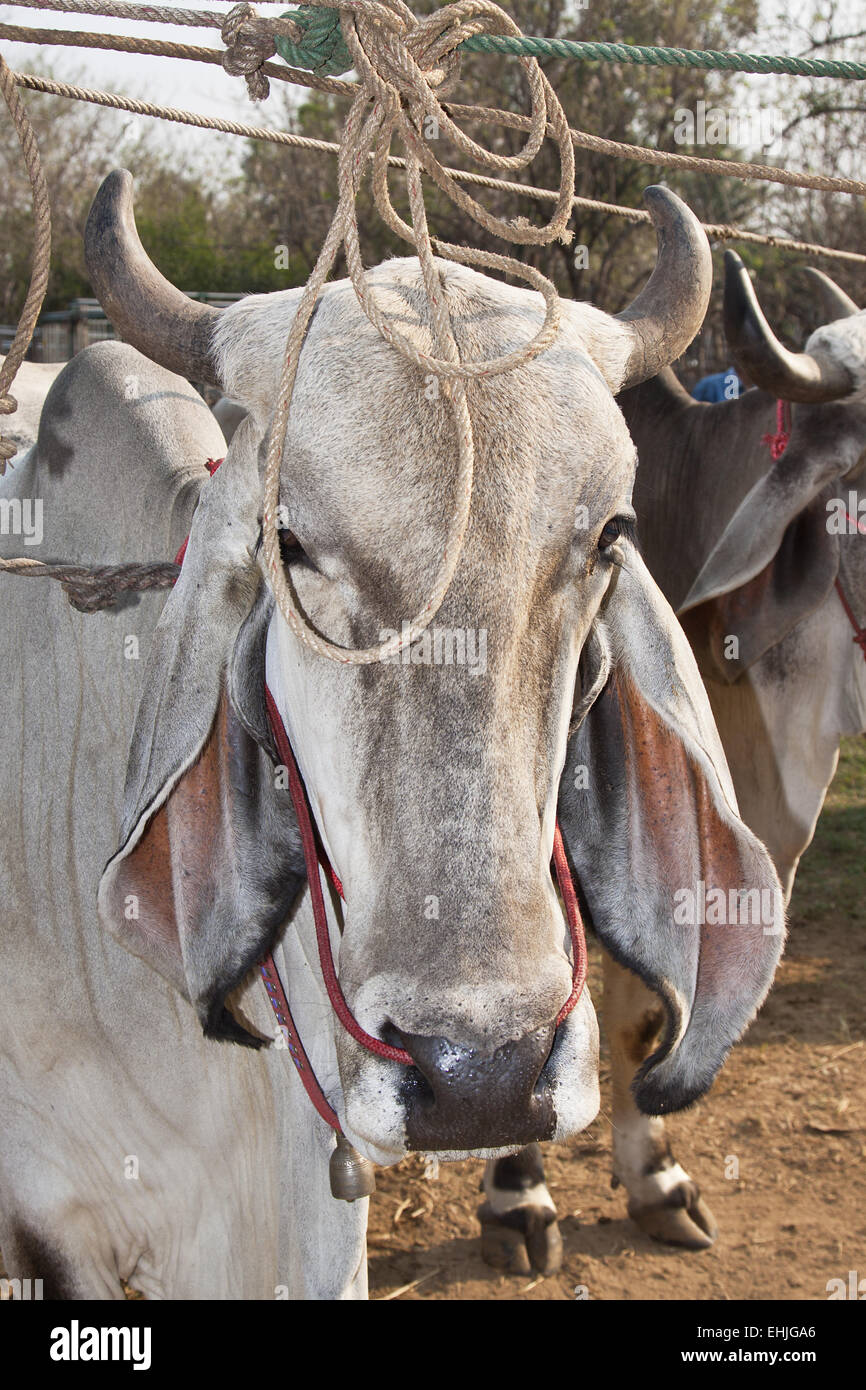 Zebu cattle hump bos hi-res stock photography and images - Alamy