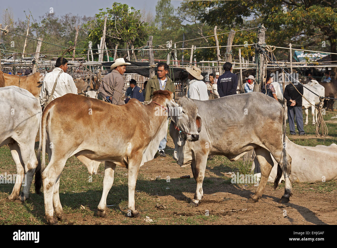 Brahman brahma zebu bos primigenius hi-res stock photography and images ...