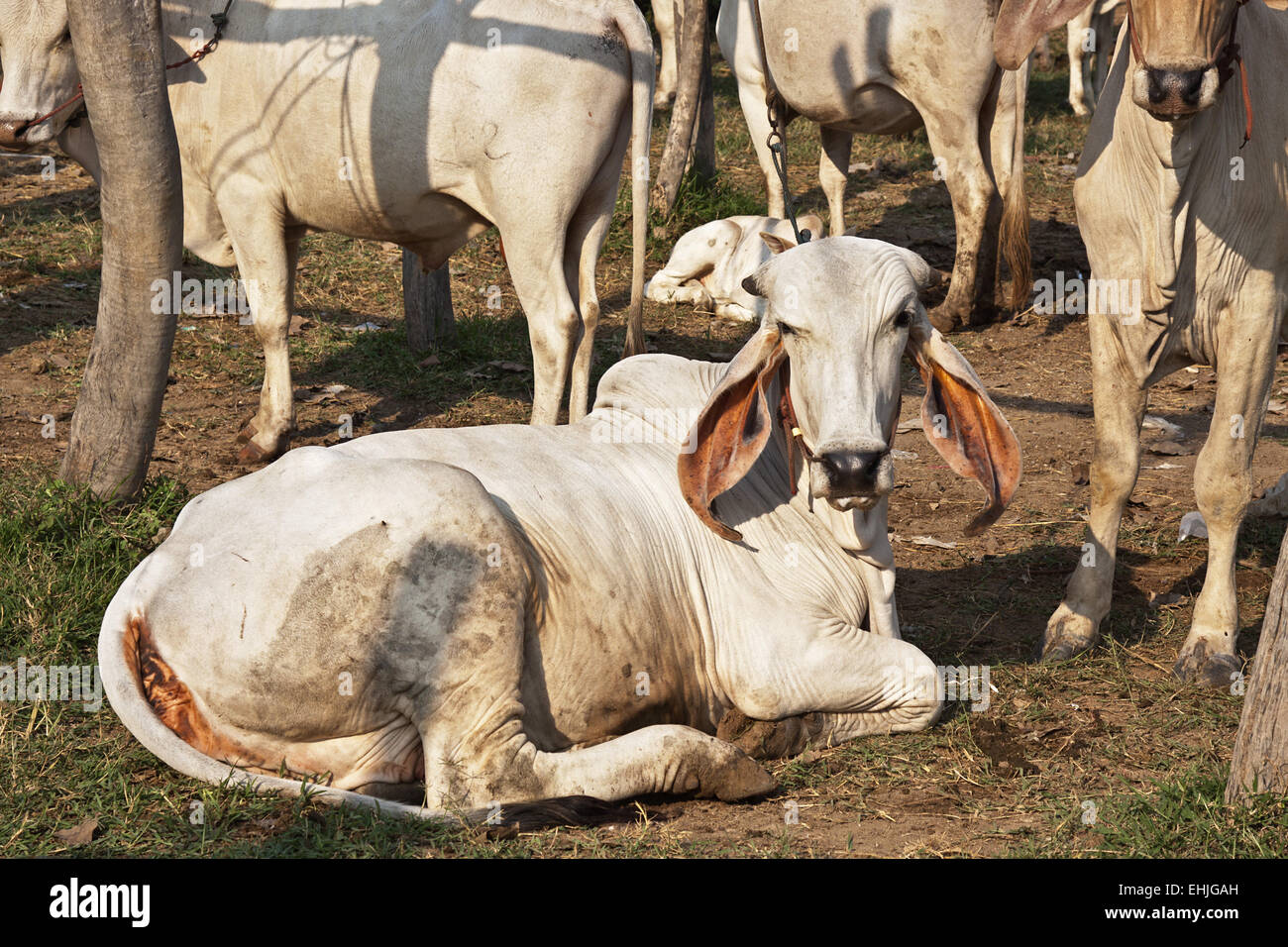 Bulls hump hi-res stock photography and images - Alamy