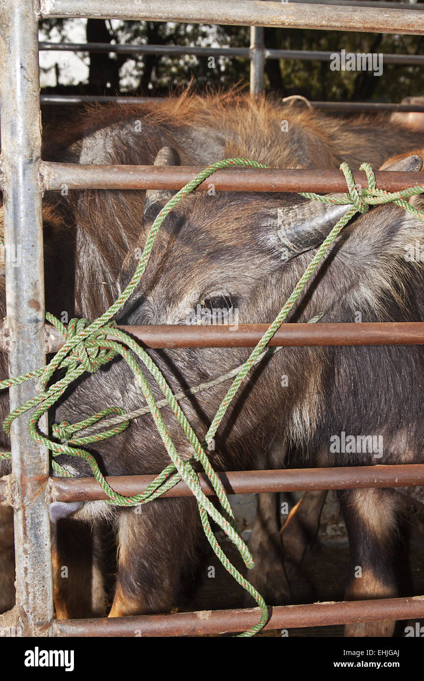 Transporting water india hi-res stock photography and images - Alamy