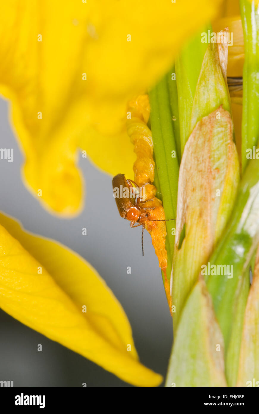 Red Soldier Bug High Resolution Stock Photography and Images - Alamy