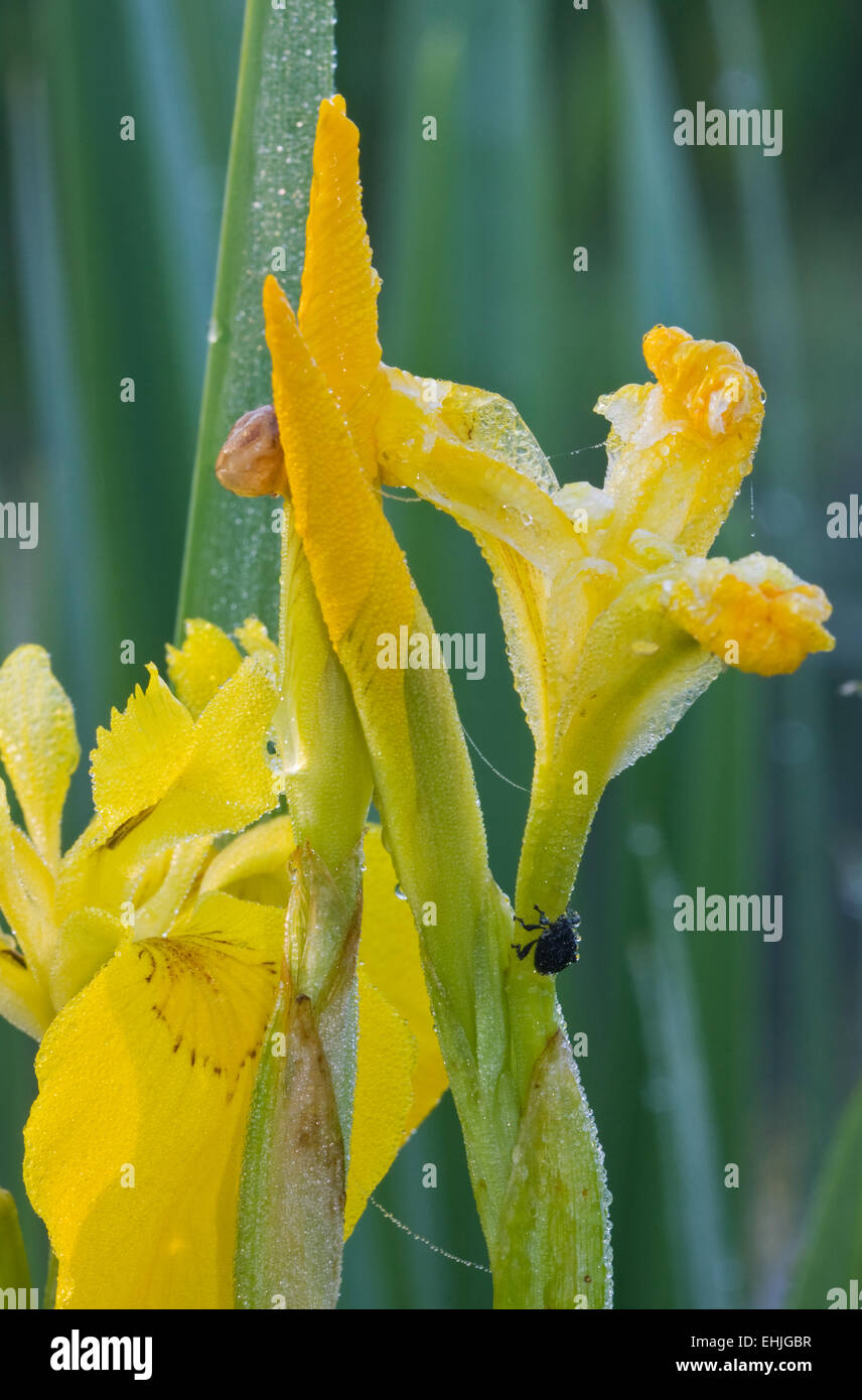 Iris with water droplets hi-res stock photography and images - Alamy