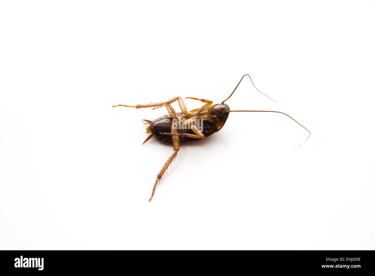 Cockroach underside hi-res stock photography and images - Alamy