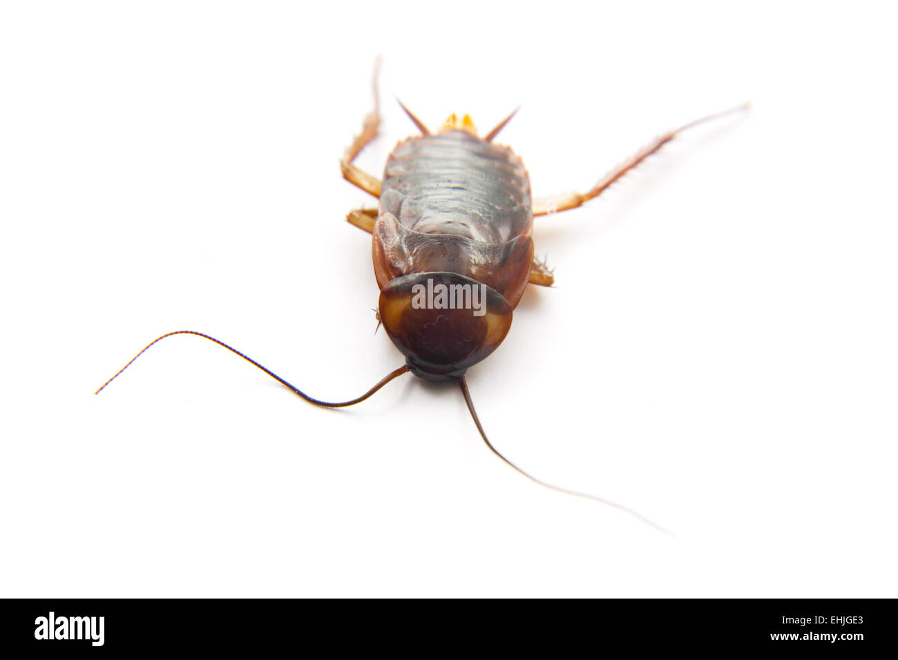 Cockroach underside hi-res stock photography and images - Alamy