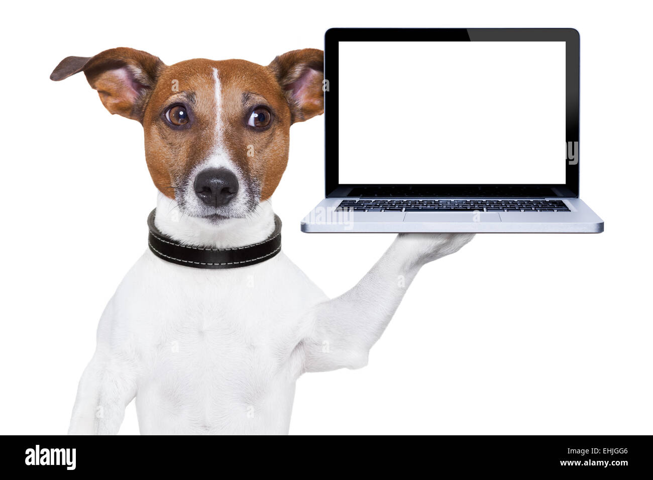 Computer dog hi-res stock photography and images - Alamy