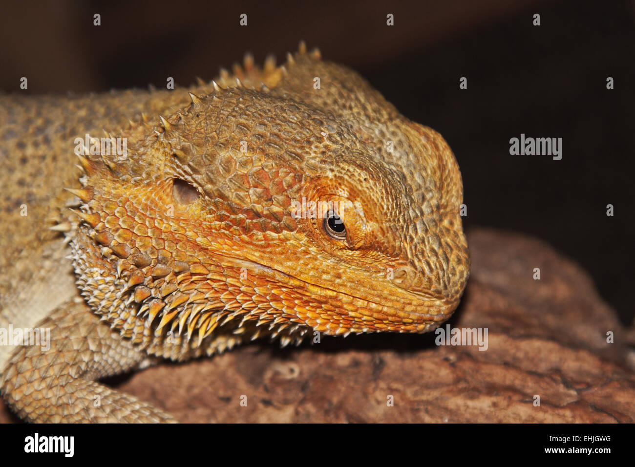Stripe headed bearded dragon hi-res stock photography and images - Alamy