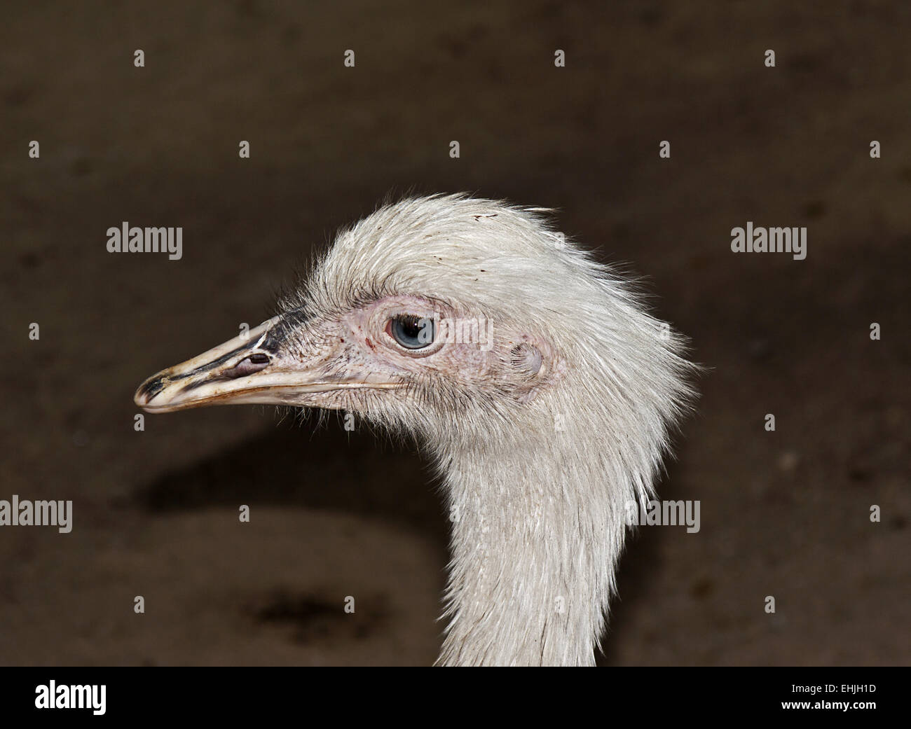 Rhea blue hi-res stock photography and images - Alamy