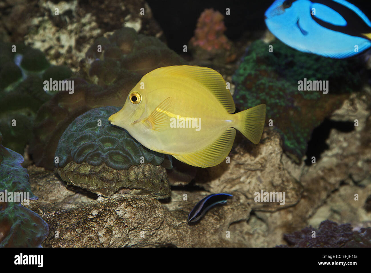 Yellow fin doctor fish hi-res stock photography and images - Alamy