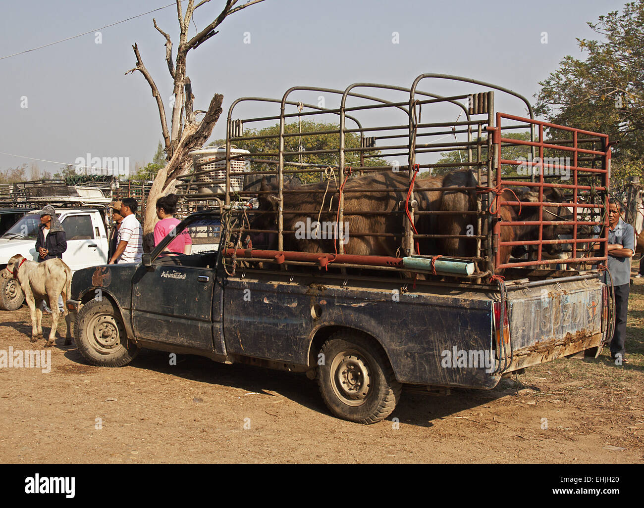 Beef cattle transport hi-res stock photography and images - Alamy