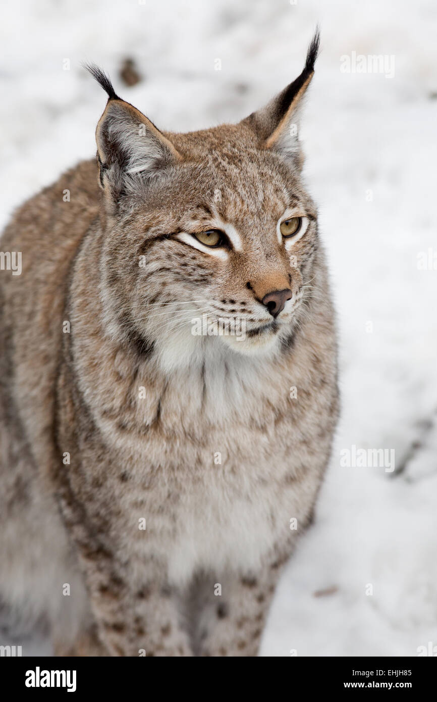 Eurasischer lynx hi-res stock photography and images - Alamy