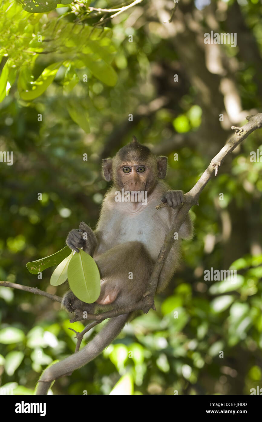 Rhesus monkey macaca mulatta hi-res stock photography and images - Alamy