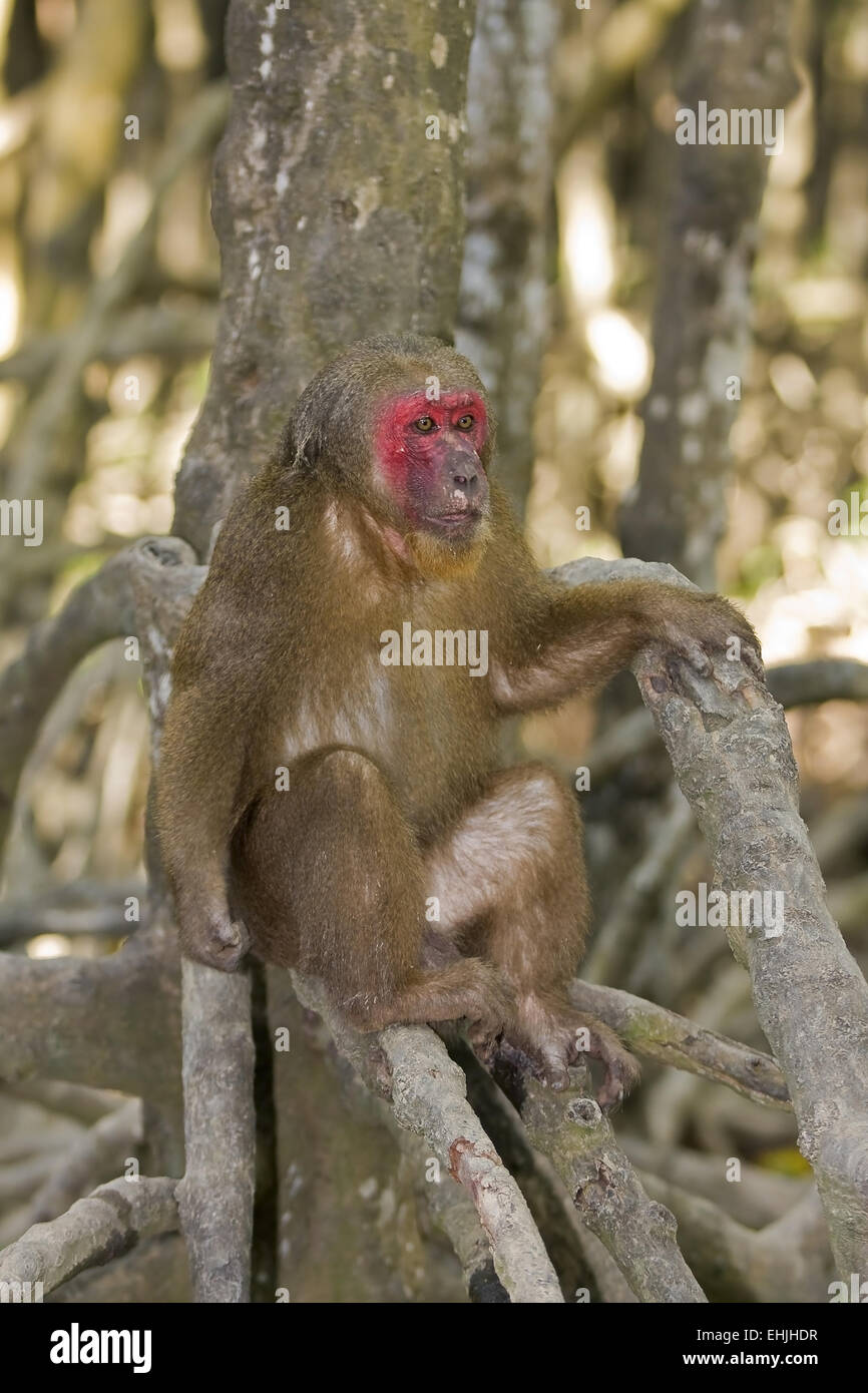 India rhesus macaque macaca mulatta hi-res stock photography and images - Alamy