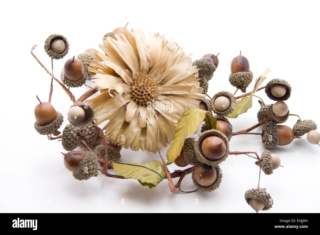 Dry flowers and acorns Stock Photo - Alamy