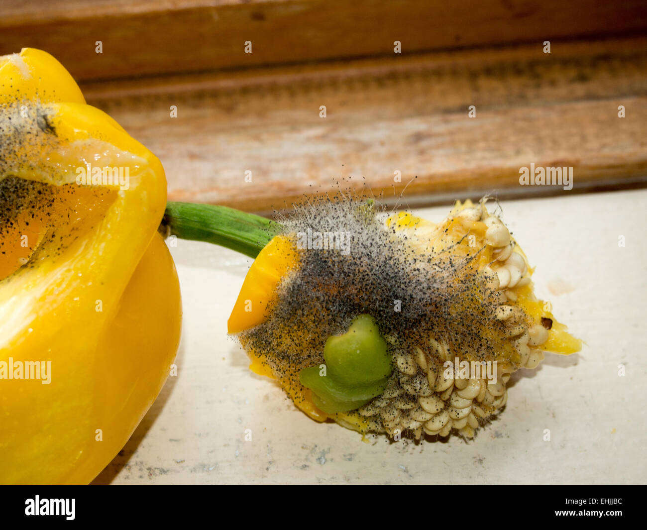 Mold moldy mold hi-res stock photography and images - Alamy