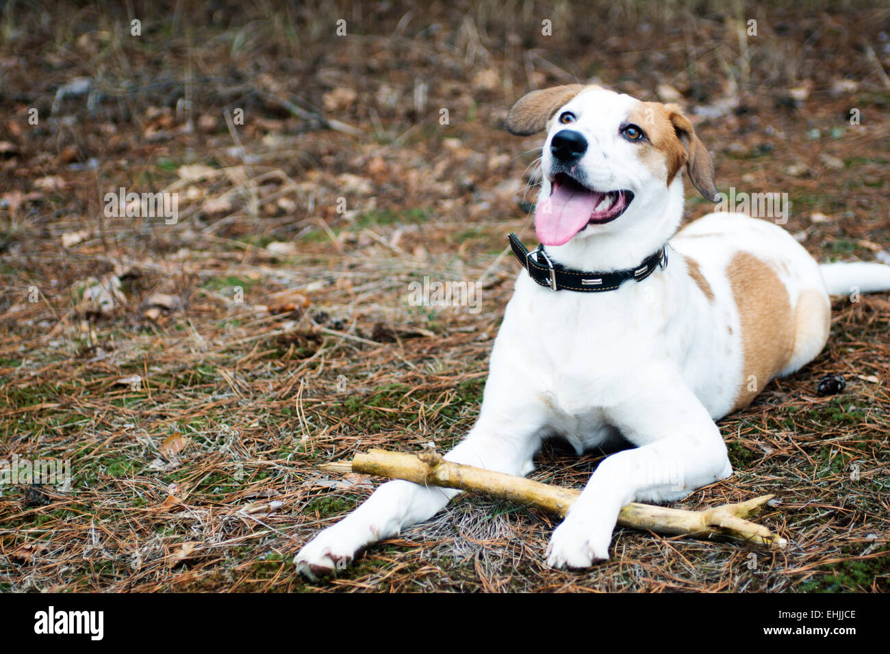 Dog catching stick hi-res stock photography and images - Alamy