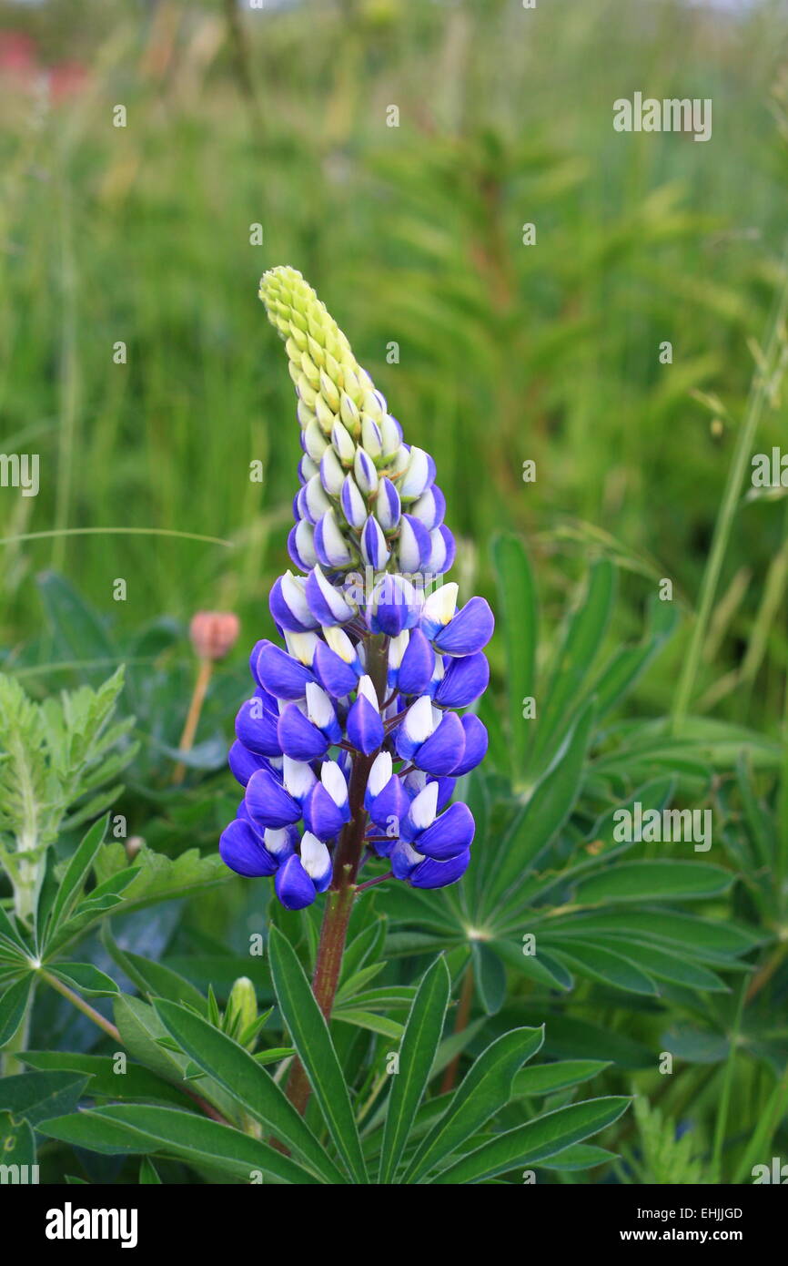 White lupin hi-res stock photography and images - Alamy