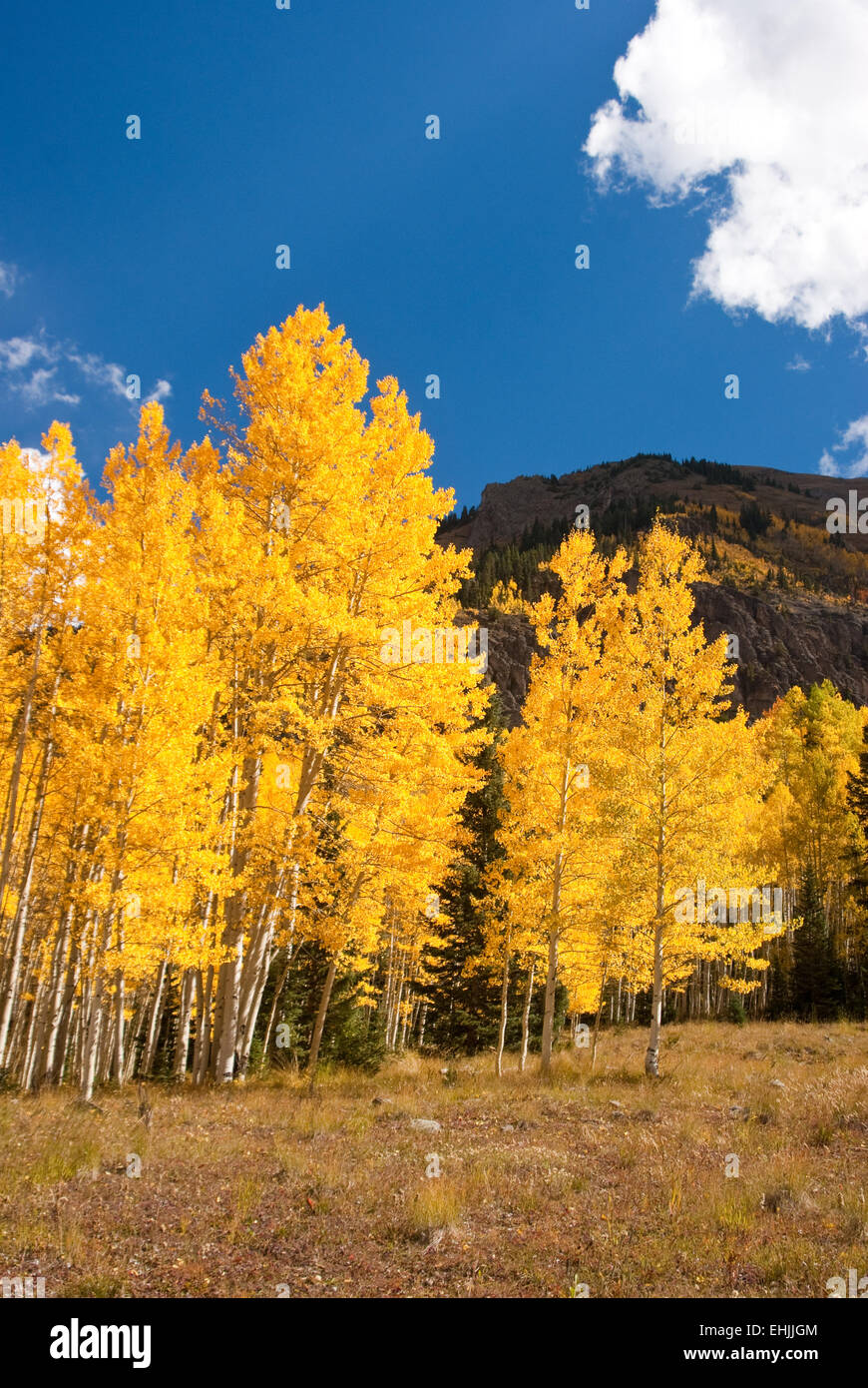 Vivid yellow color hi-res stock photography and images - Alamy