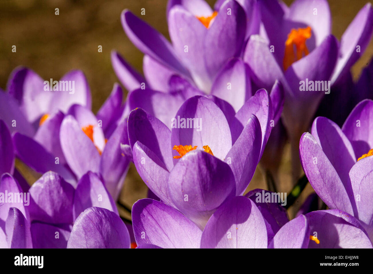 Purple Crocuses Crocus Sieberi Tricolor spring purple flowers Stock ...