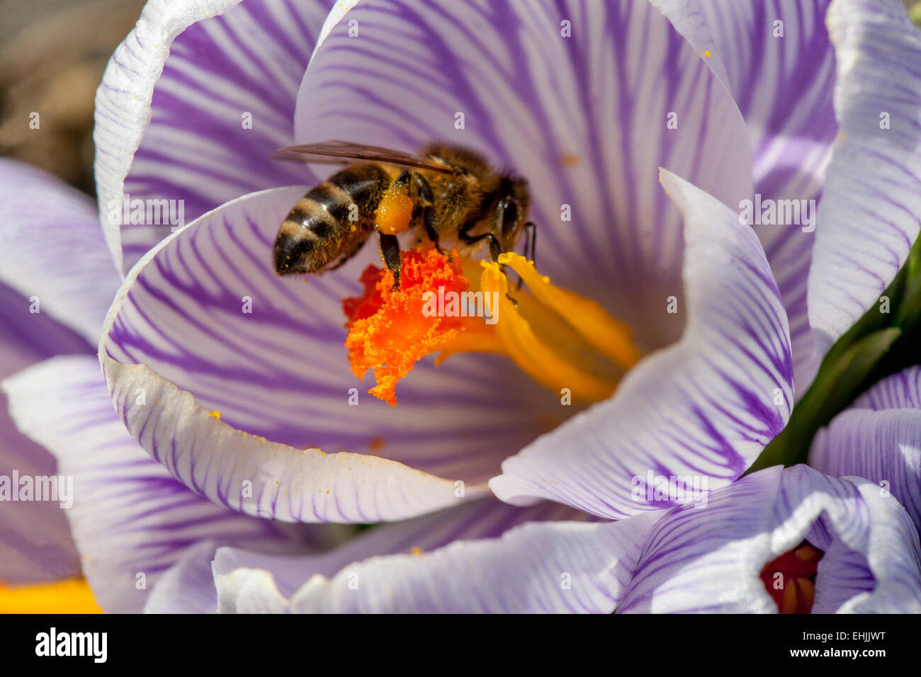 Veined rock hi-res stock photography and images - Alamy