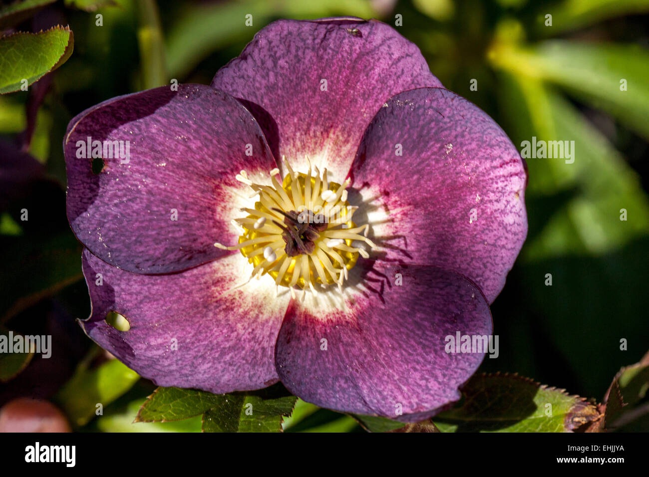 Hellebore, Helleborus Christmas Rose Hellebores Stock Photo - Alamy