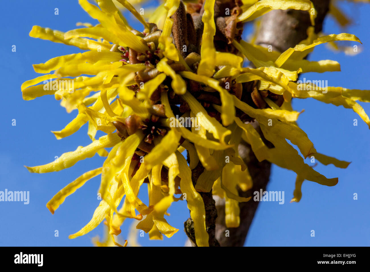 Witch Hazel winter flower Hamamelis mollis blue sky Stock Photo - Alamy