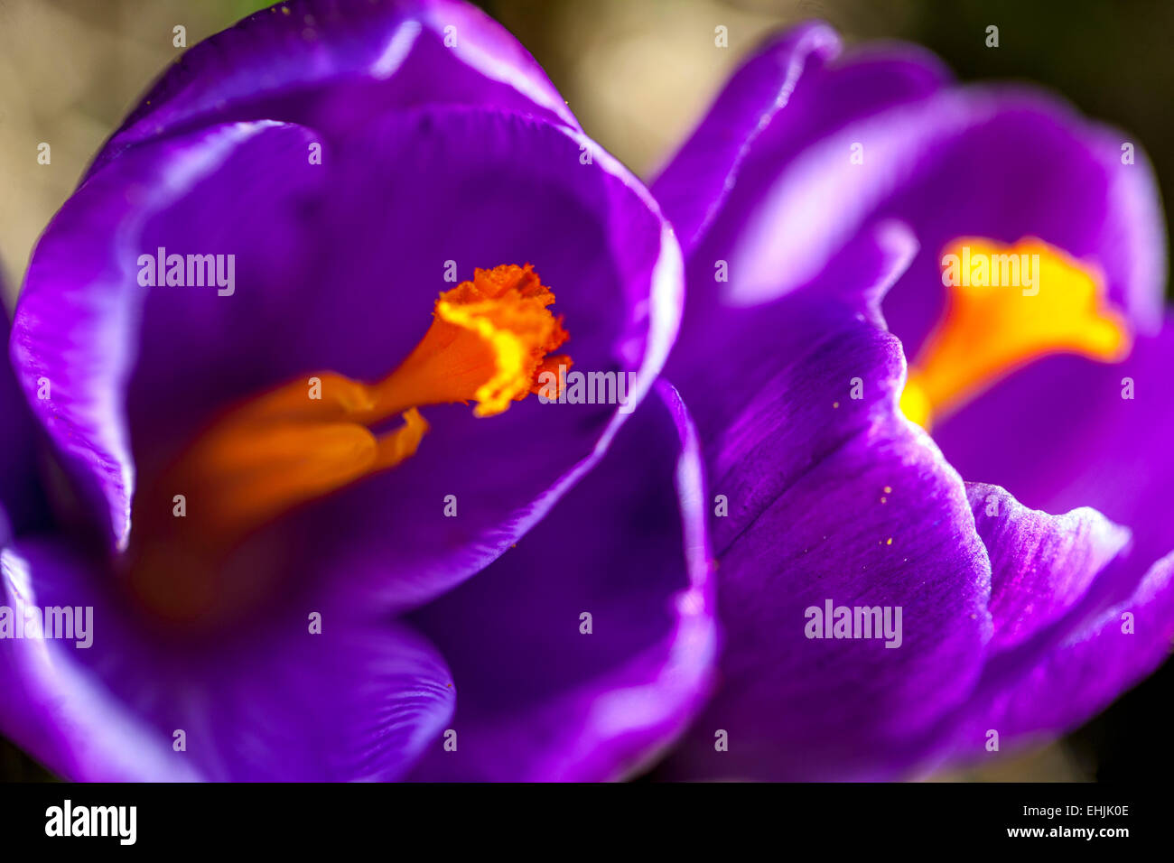 Blue saffron crocus hi-res stock photography and images - Alamy