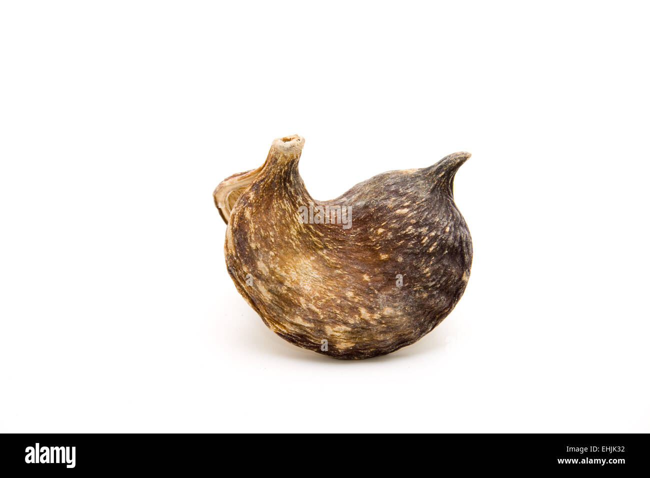 Nutshell hi-res stock photography and images - Alamy