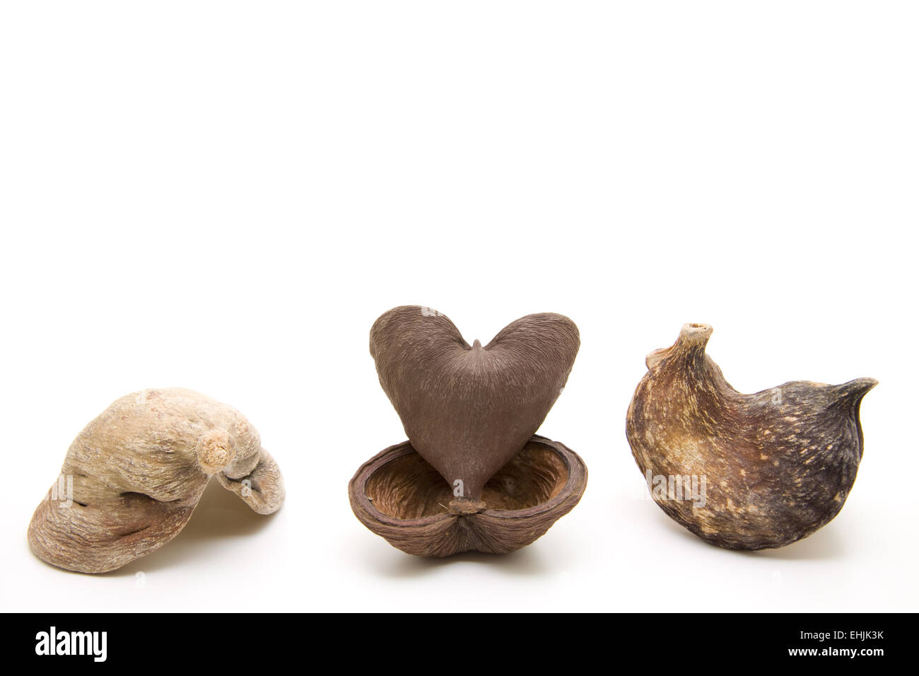 Nutshell hi-res stock photography and images - Alamy