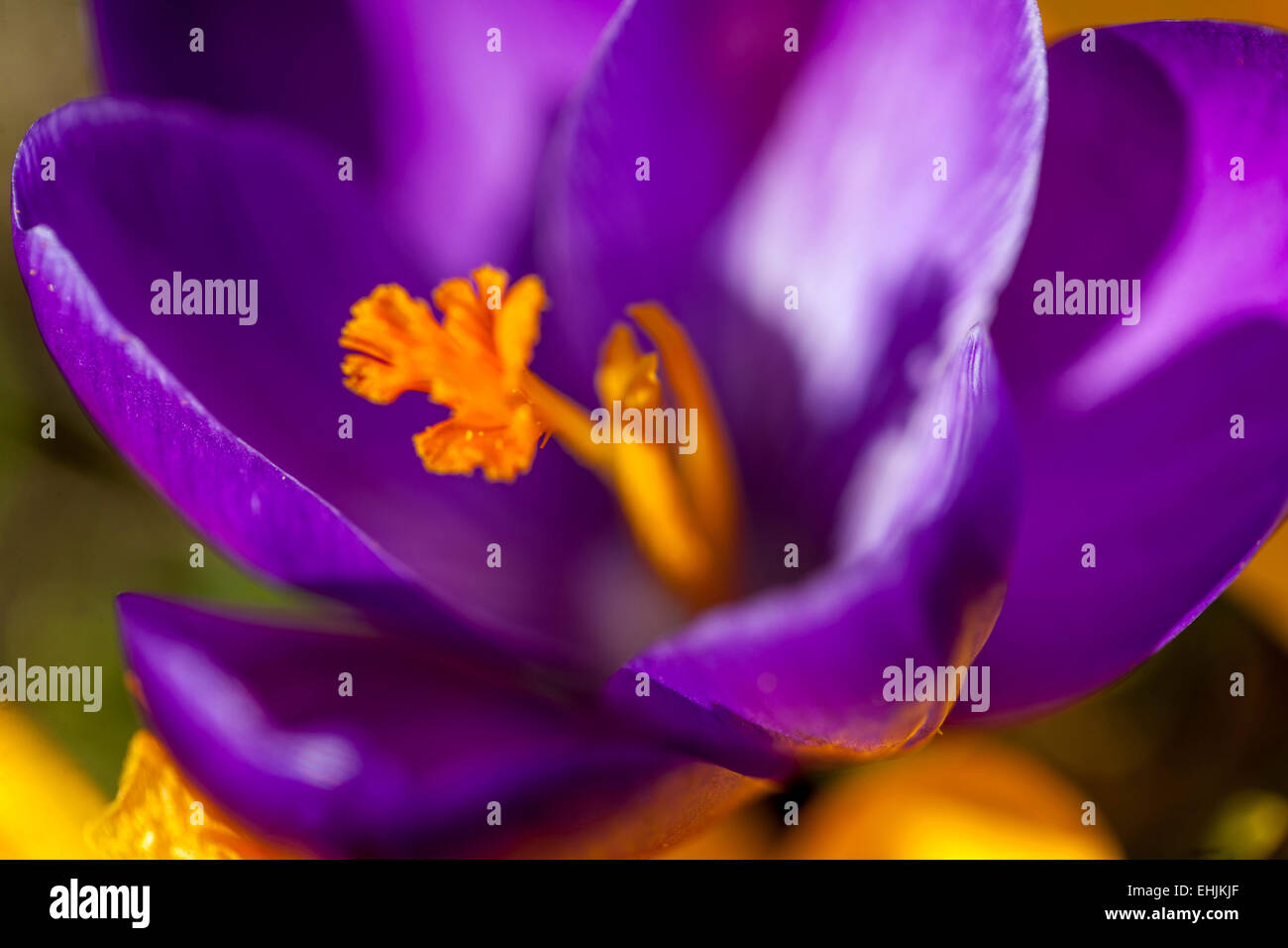 Blue saffron crocus hi-res stock photography and images - Alamy