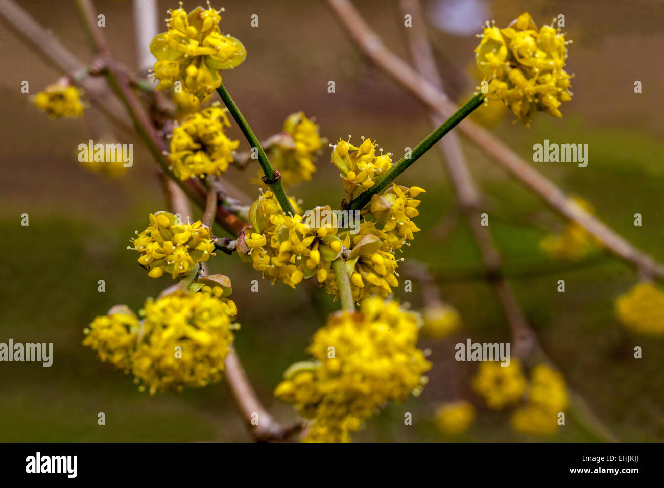 Cornus mas, Cornelian Cherry, yellow flowers, close up, flowering in ...