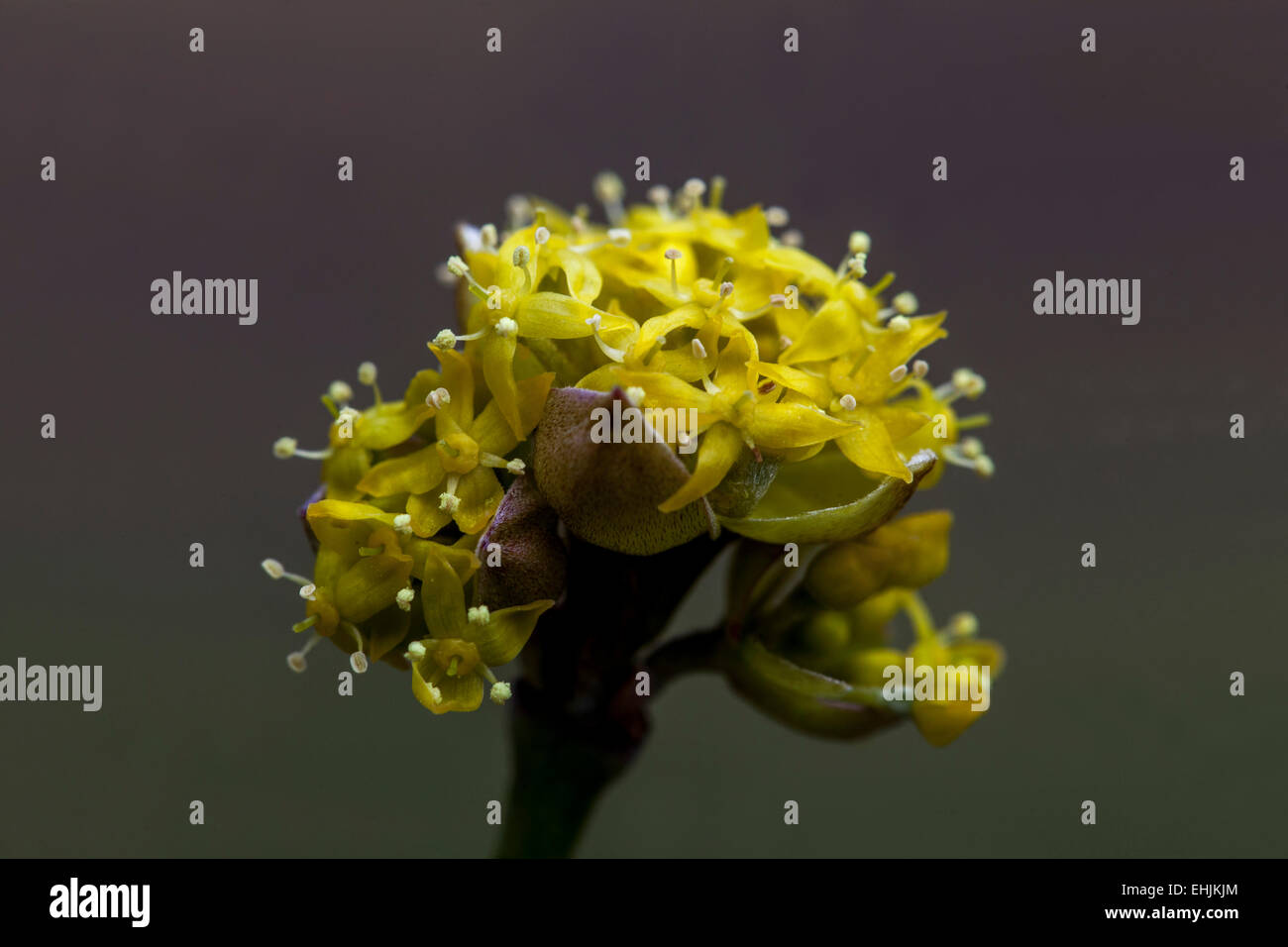 Yellow flowers of cornelian cherry cornus mas hi-res stock photography ...